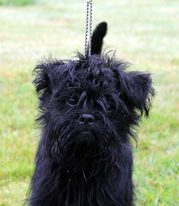 Thomas :: Kennel-schnaffentangen3